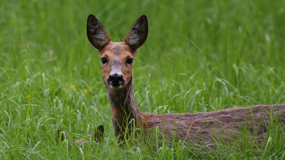 Så bidrar du till bättre jakttider - Jägareförbundet Kalmar Län