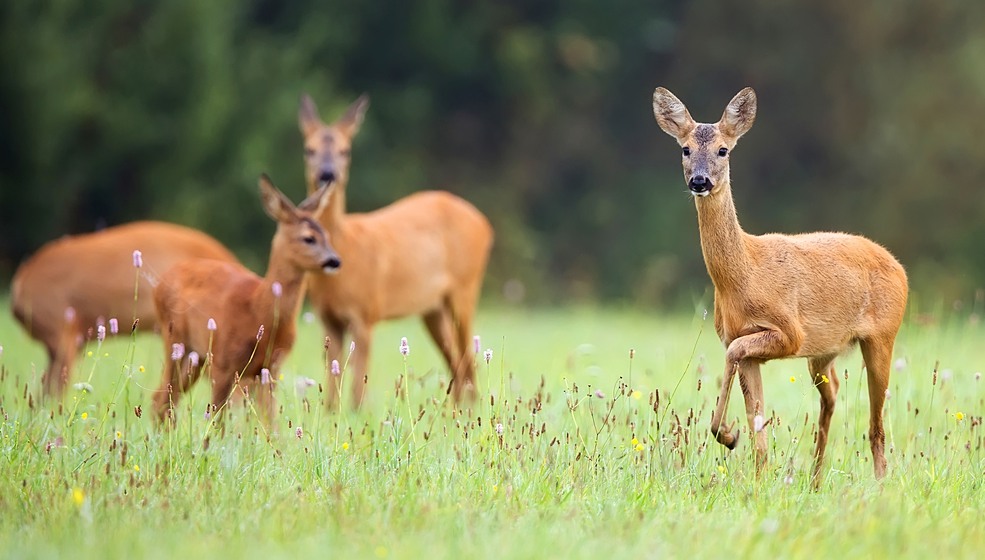 Småviltsjakt för unga/nya jägare - Svenska Jägareförbundet