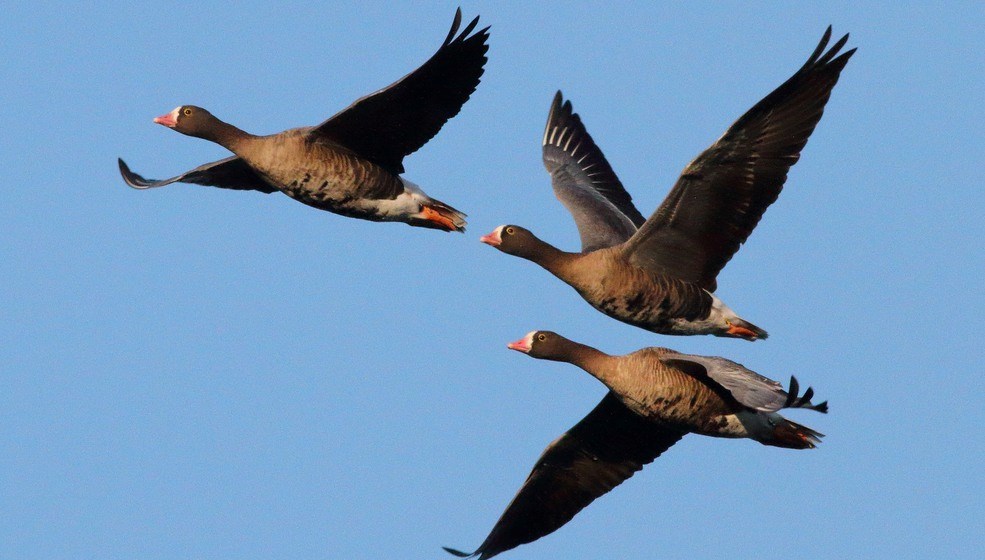 Project Lesser White-fronted Goose - Svenska Jägareförbundet