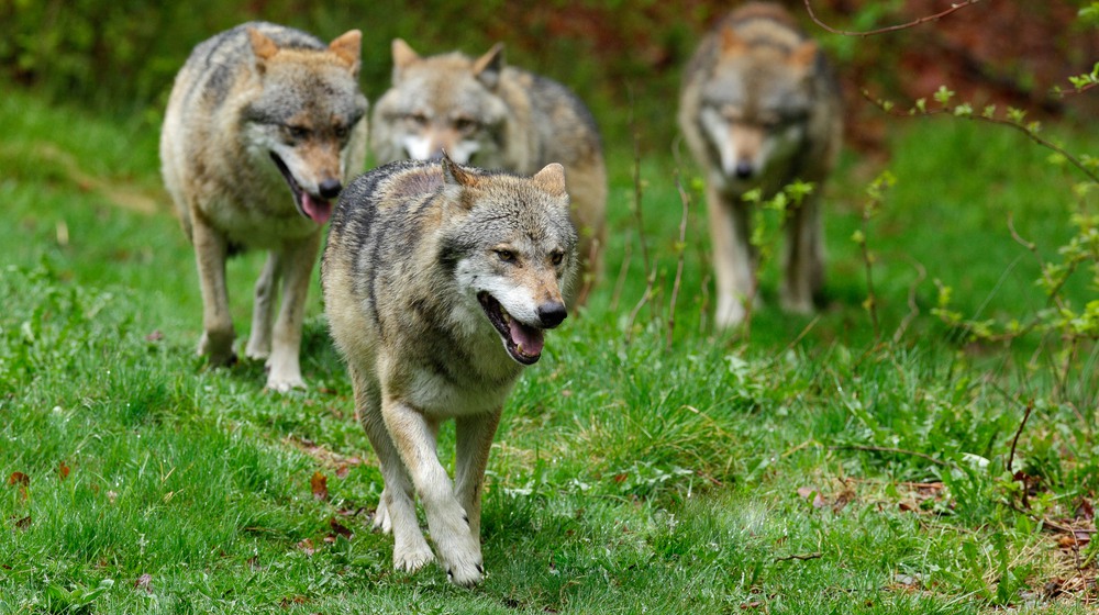EU öppnar för bättre vargförvaltning - Svenska Jägareförbundet