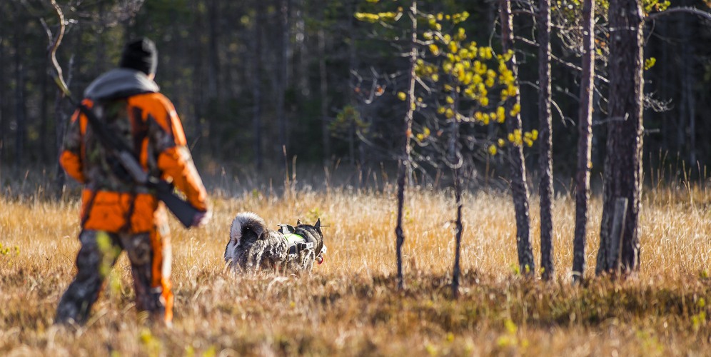 Fantastiskt - Jakt med lös hund klassat som svenskt kulturarv - Svenska ...