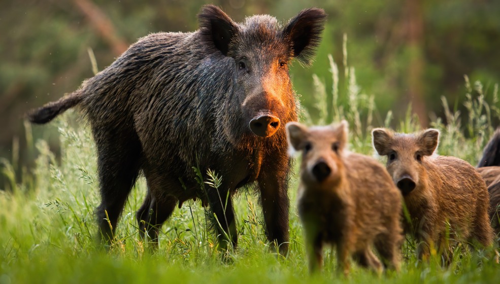 Vilka djur är egentligen välkomna i naturen? - Svenska Jägareförbundet