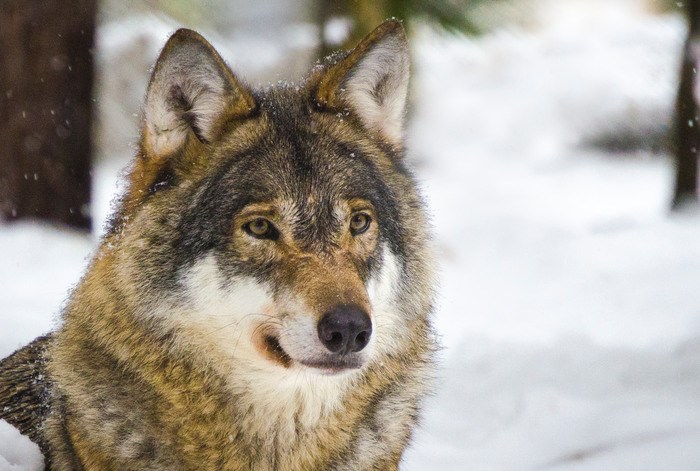 Lyckad första jaktdag på Varg - Jägareförbundet Västmanland