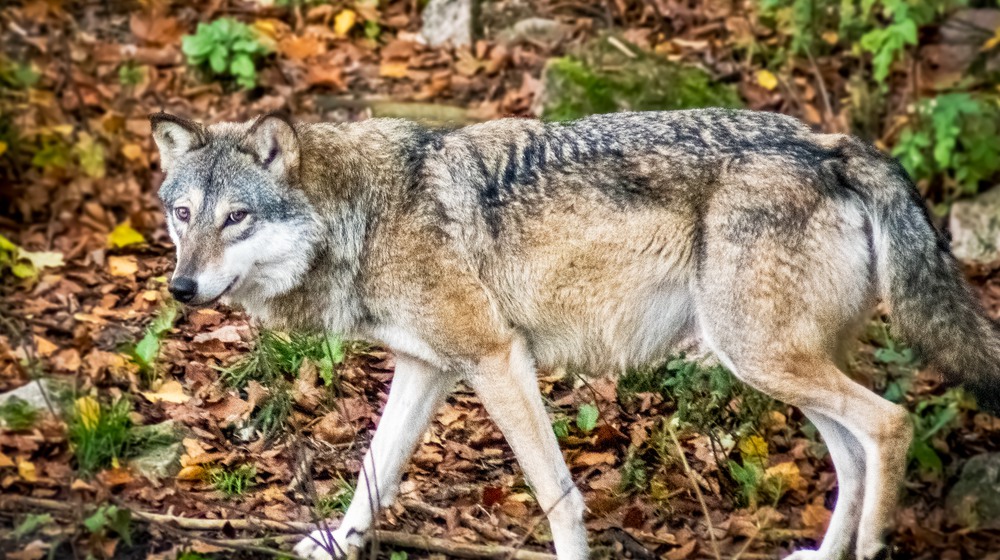 Licensjakt på varg 2024? - Svenska Jägareförbundet