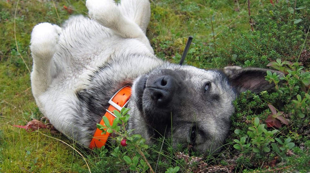 Hedehund (Gulhund) - Svenska Jägareförbundet