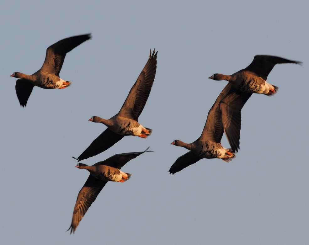 Historia - Svenska Jägareförbundet