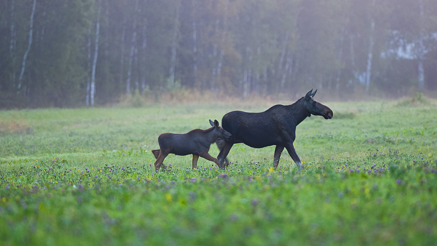 Hälgvandringen - orkar du gå som en älg? - Svenska Jägareförbundet