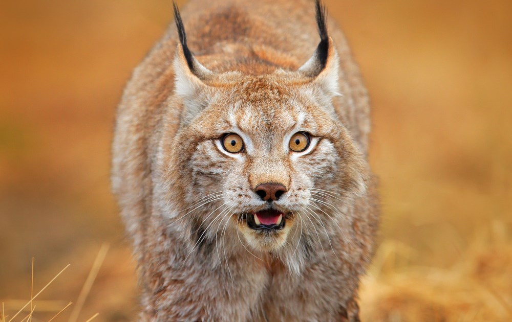 Inventera rovdjur med viltkamera - Jägareförbundet Stockholm