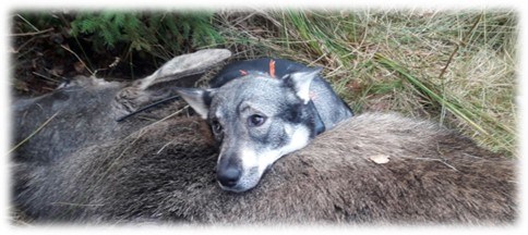 Nyhetsbrev - Jakt med hund - Jägareförbundet Kronoberg