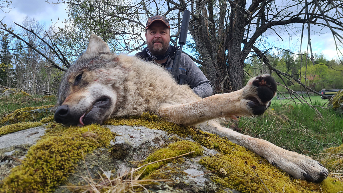 Sveriges största vargtroféer - Svenska Jägareförbundet