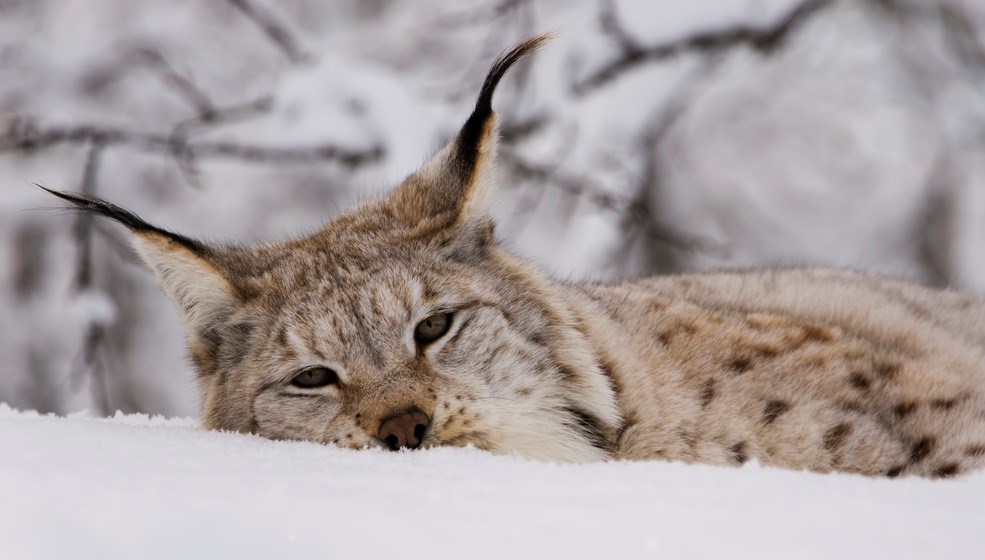 Inventera lodjursfilm - Jägareförbundet Södra Älvsborg
