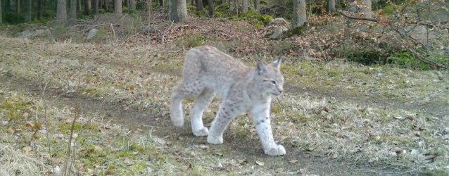Inventera rovdjur med viltkamera - Jägareförbundet Kronoberg