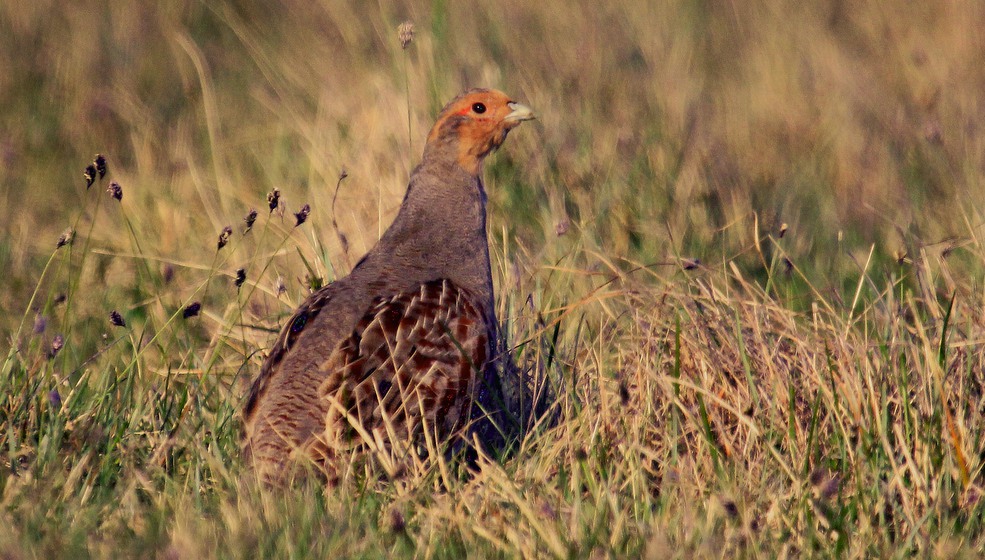 Gynna fältviltet på din mark - Svenska Jägareförbundet