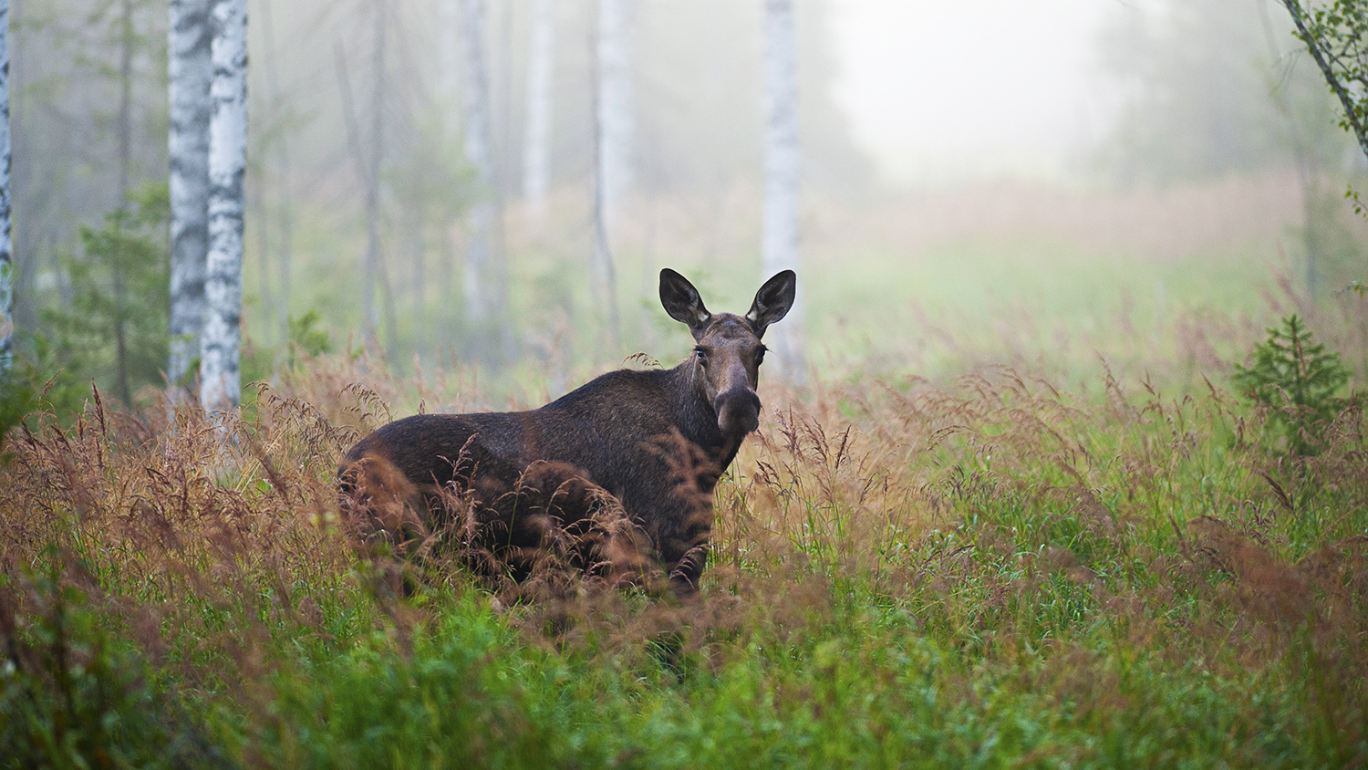 Vad händer med alla vallöften? - Svenska Jägareförbundet