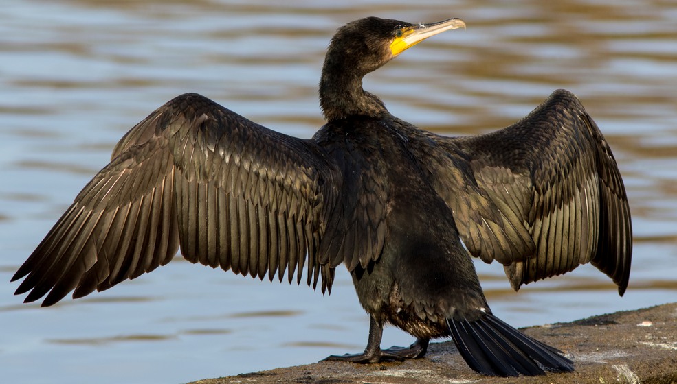 Skyddsjakt på skarv - Svenska Jägareförbundet