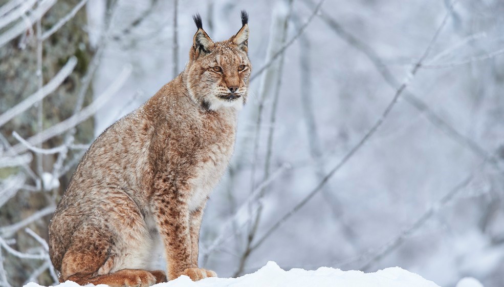 Inventera rovdjur med viltkamera! - Jägareförbundet Kronoberg